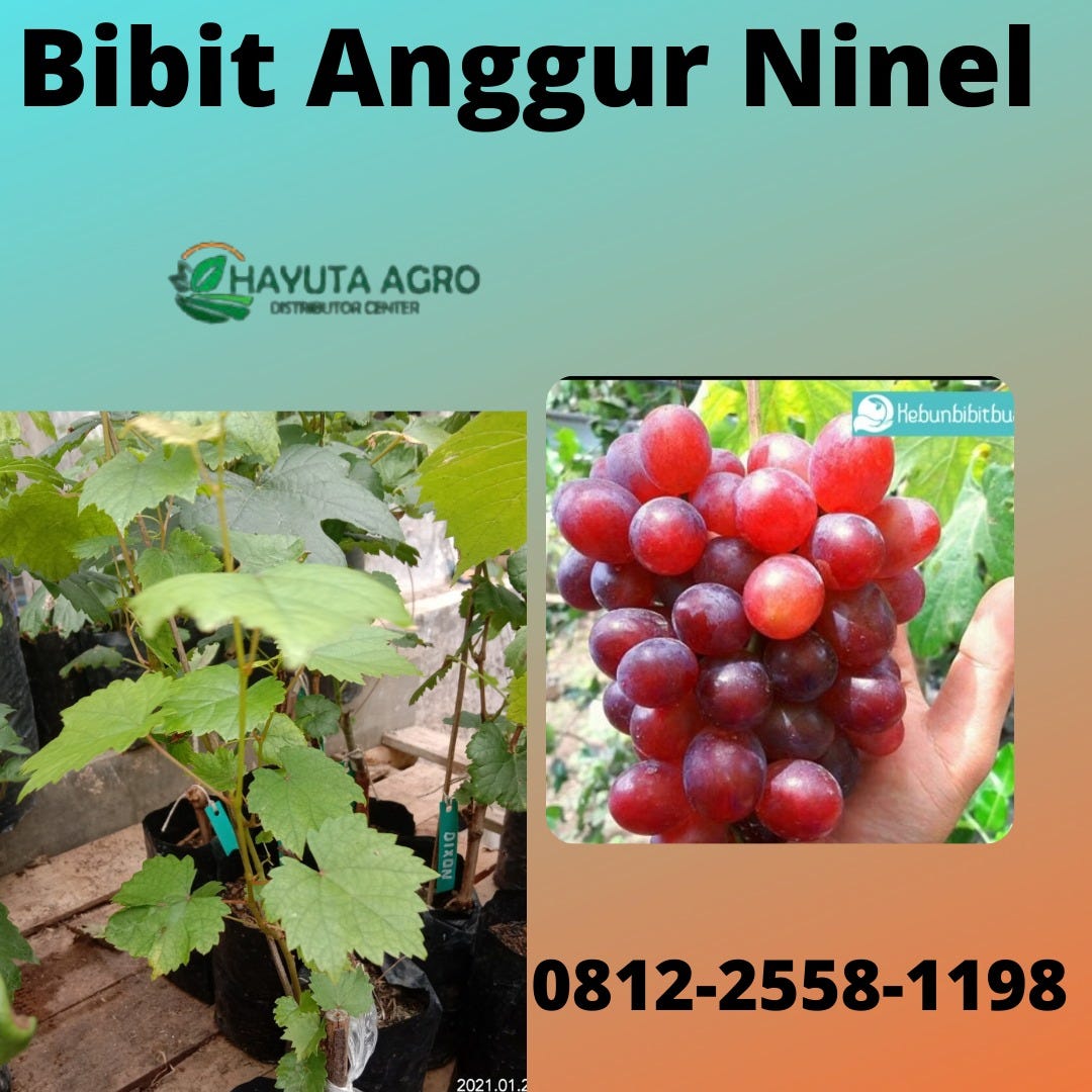 ORGANIK!! TELP!. Anggur Ninel merupakan salah satu dari… | by ...