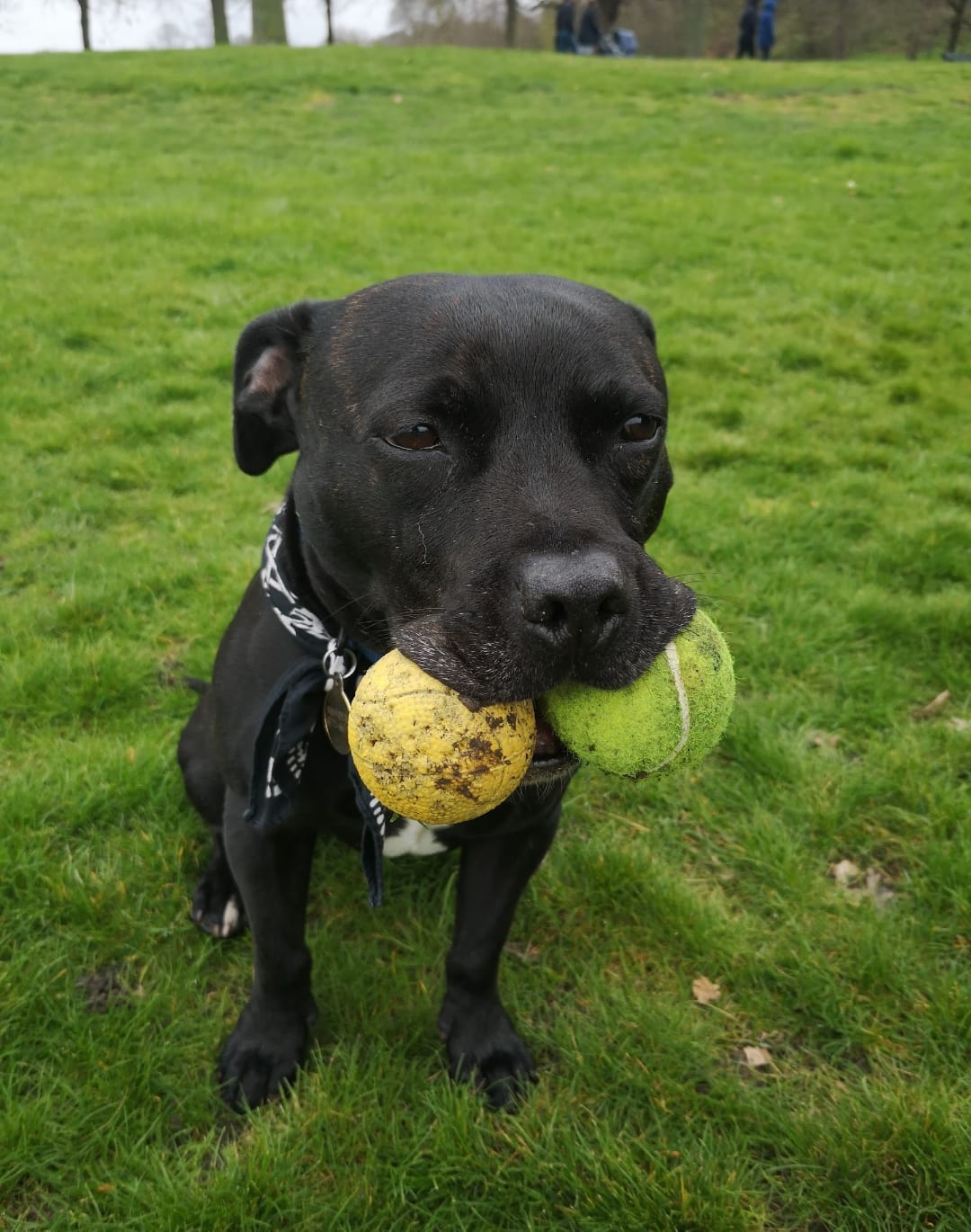 This is a story about Dave; the best dog in the world | by Linda ...