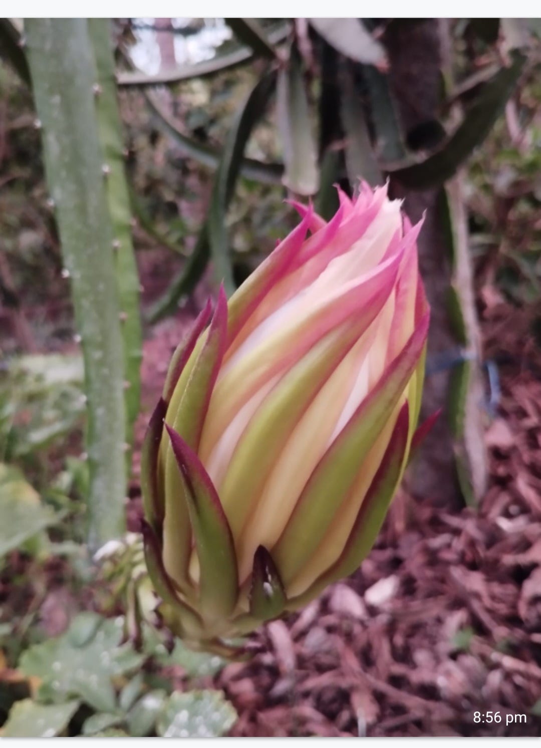 Dragon Fruit Flower Blooming