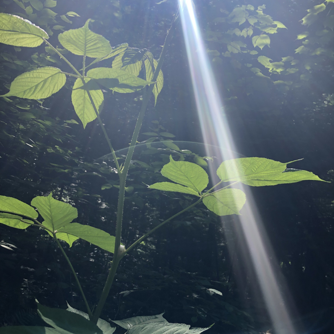 Spiritually Woke. Has anyone recently typed spiritual… | by Natalie ...