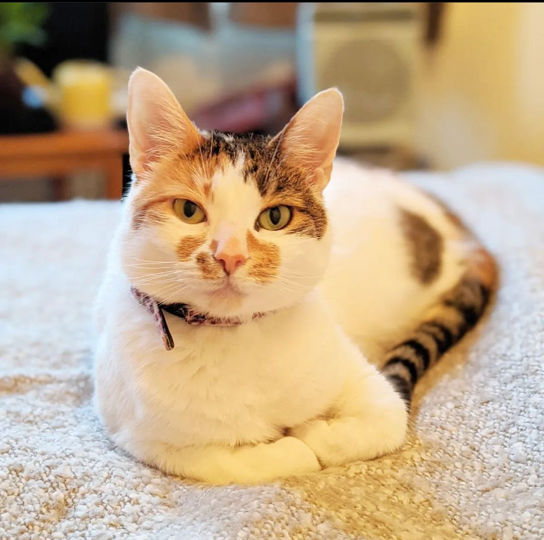 My Cat Reviews Her Stay in My Accommodation | by Victoria Suzanne ...