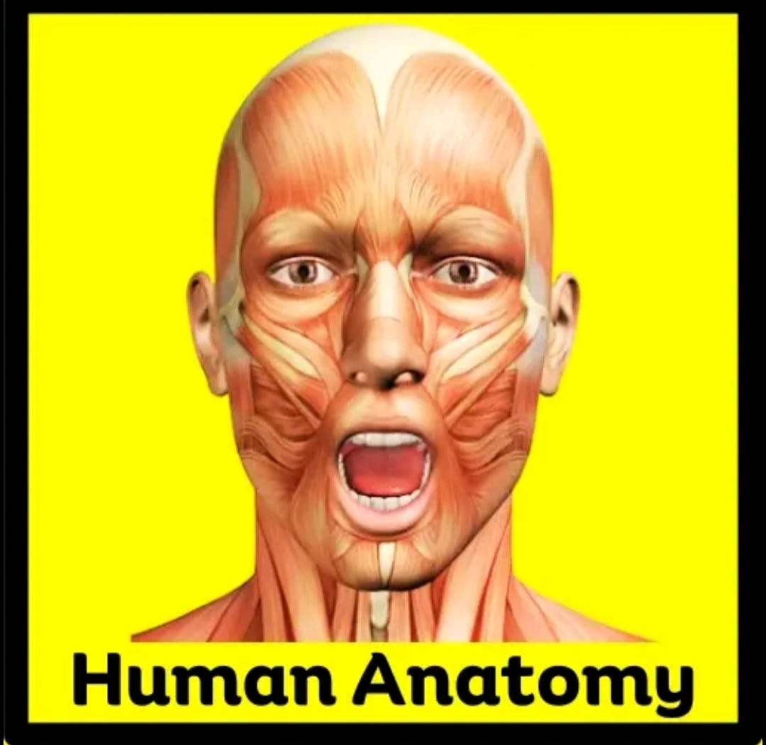 Explore the Wonders of the Human Body | by Isabella | Medium