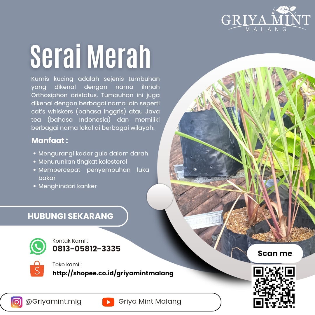 Spektakuler!, WA 0813–5812–3335, Agen Serai Merah dalam Pengobatan ...