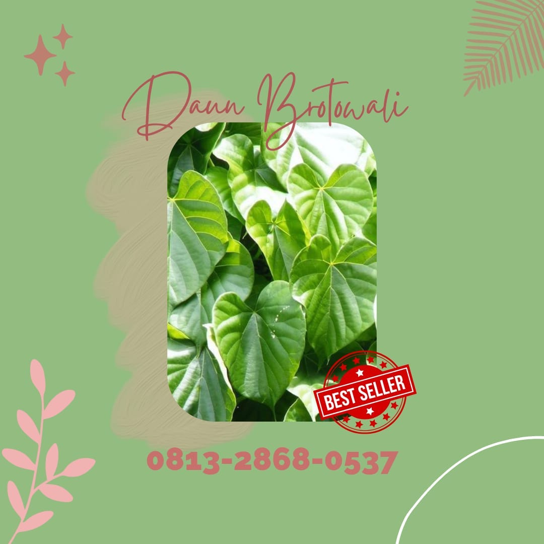 Pusat Budidaya Herbal Daun Brotowali Pohon Antawali Segar Fresh 30 ...