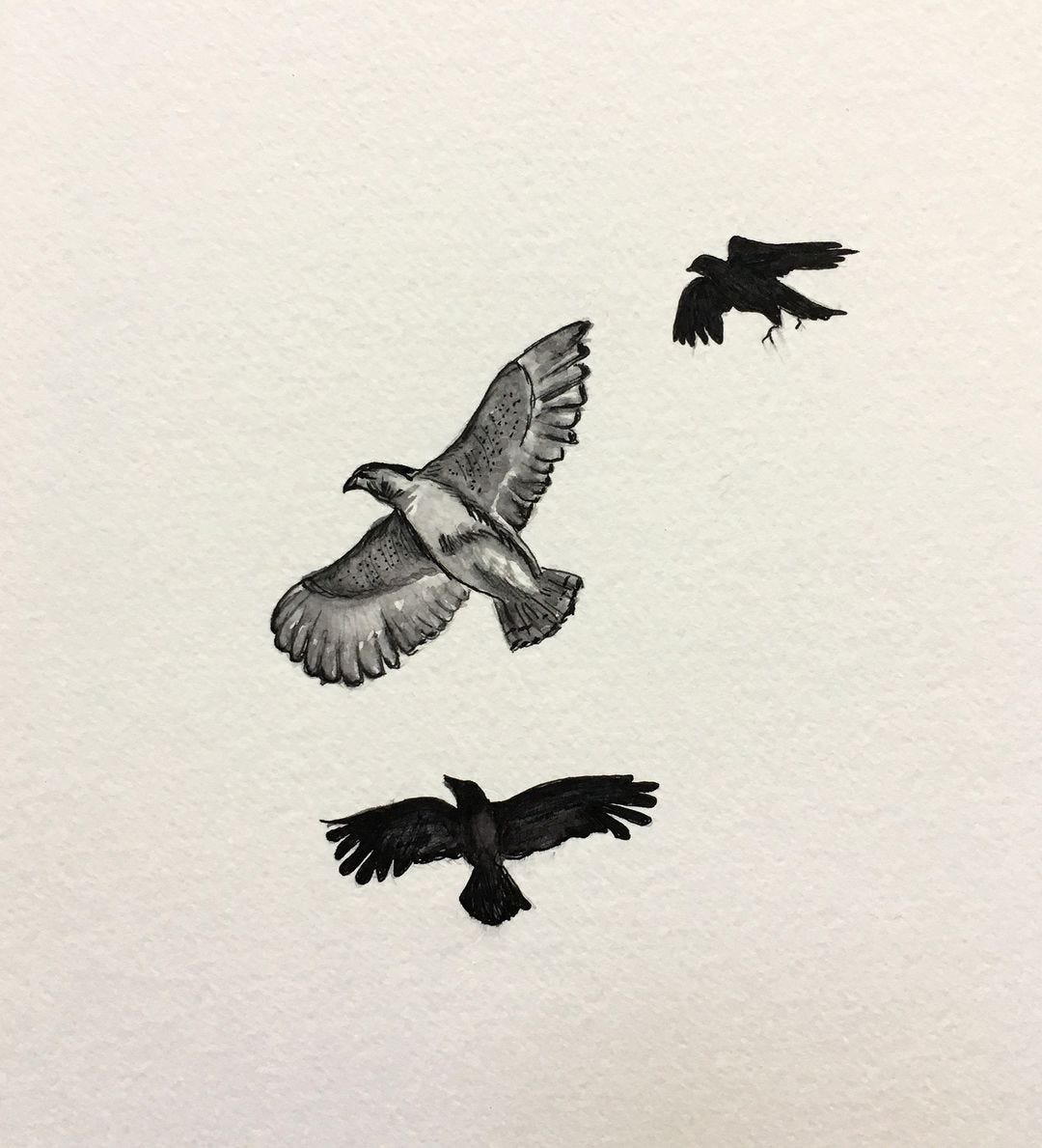 Hawk and Crow. On my morning walk, I saw a red-tailed… | by Dana ...