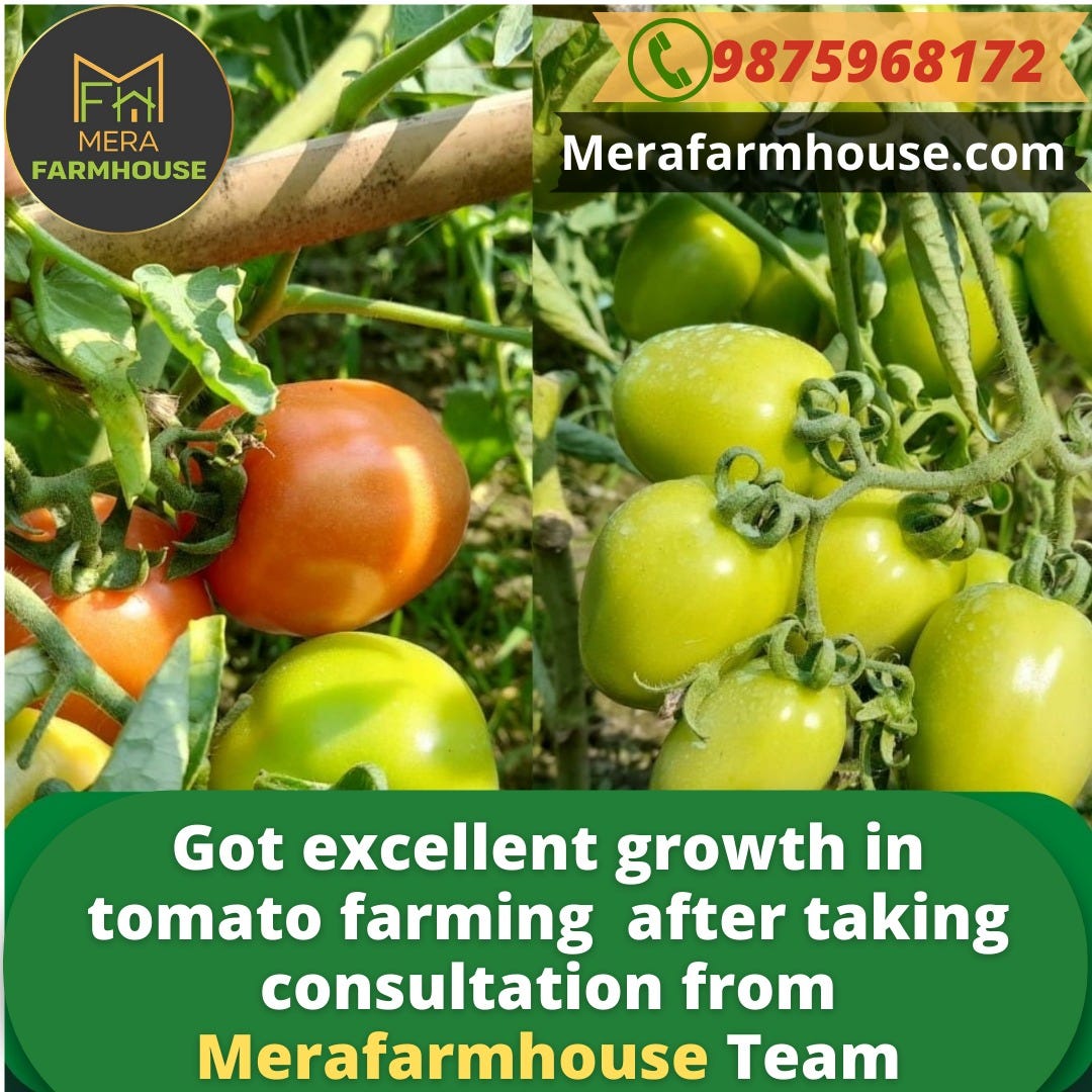 Tomato Farming After Taking Consultation from the #Merafarmhouse Team - Merafarmhouse - Medium