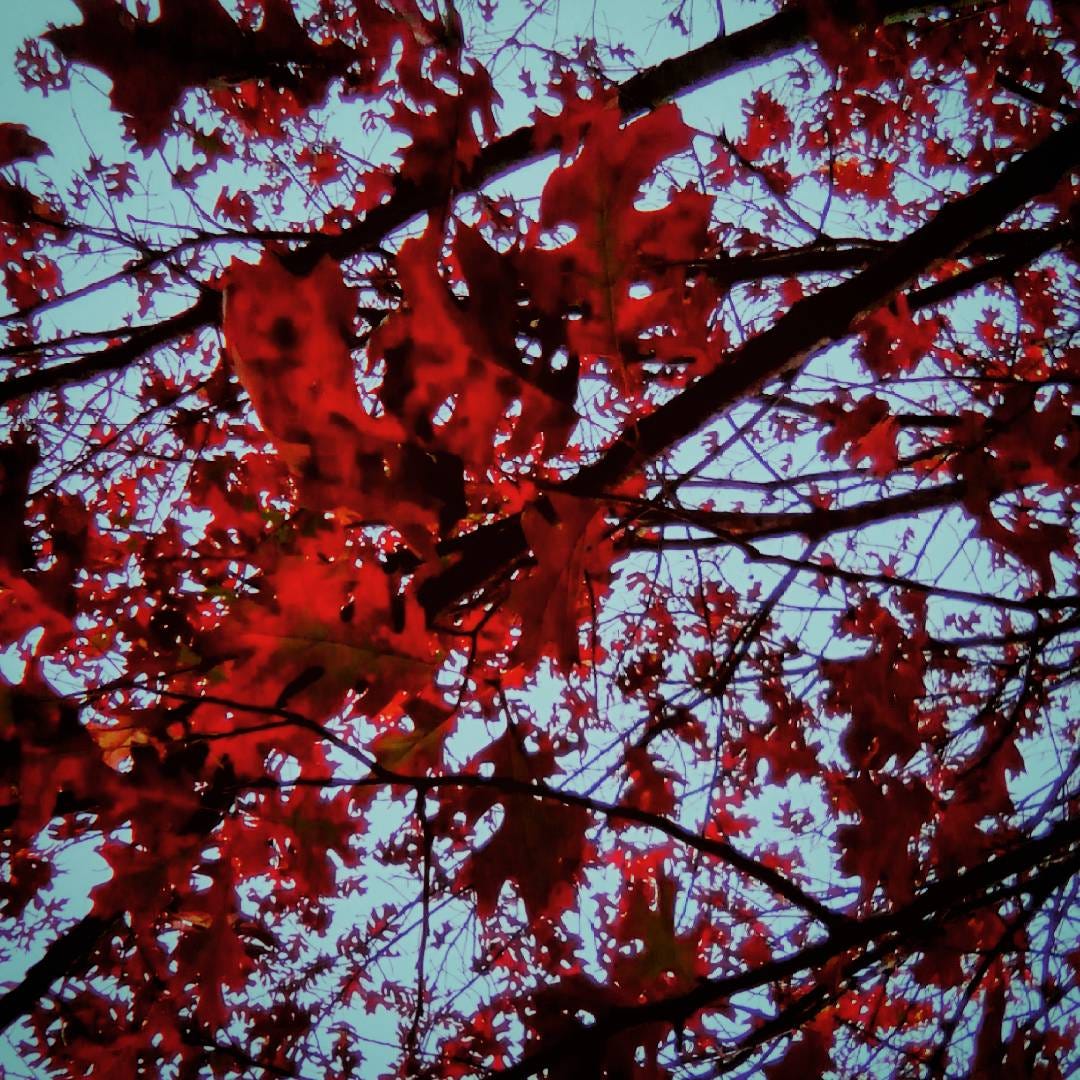 Dead leaves dancing on a windy day. | by Js LeRoi | Medium