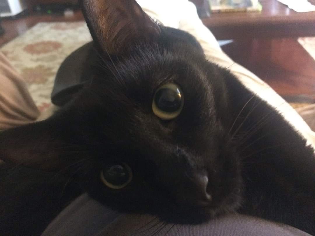 Six Years Ago Today, My Cat Died. October 25, 2016, marked a ...