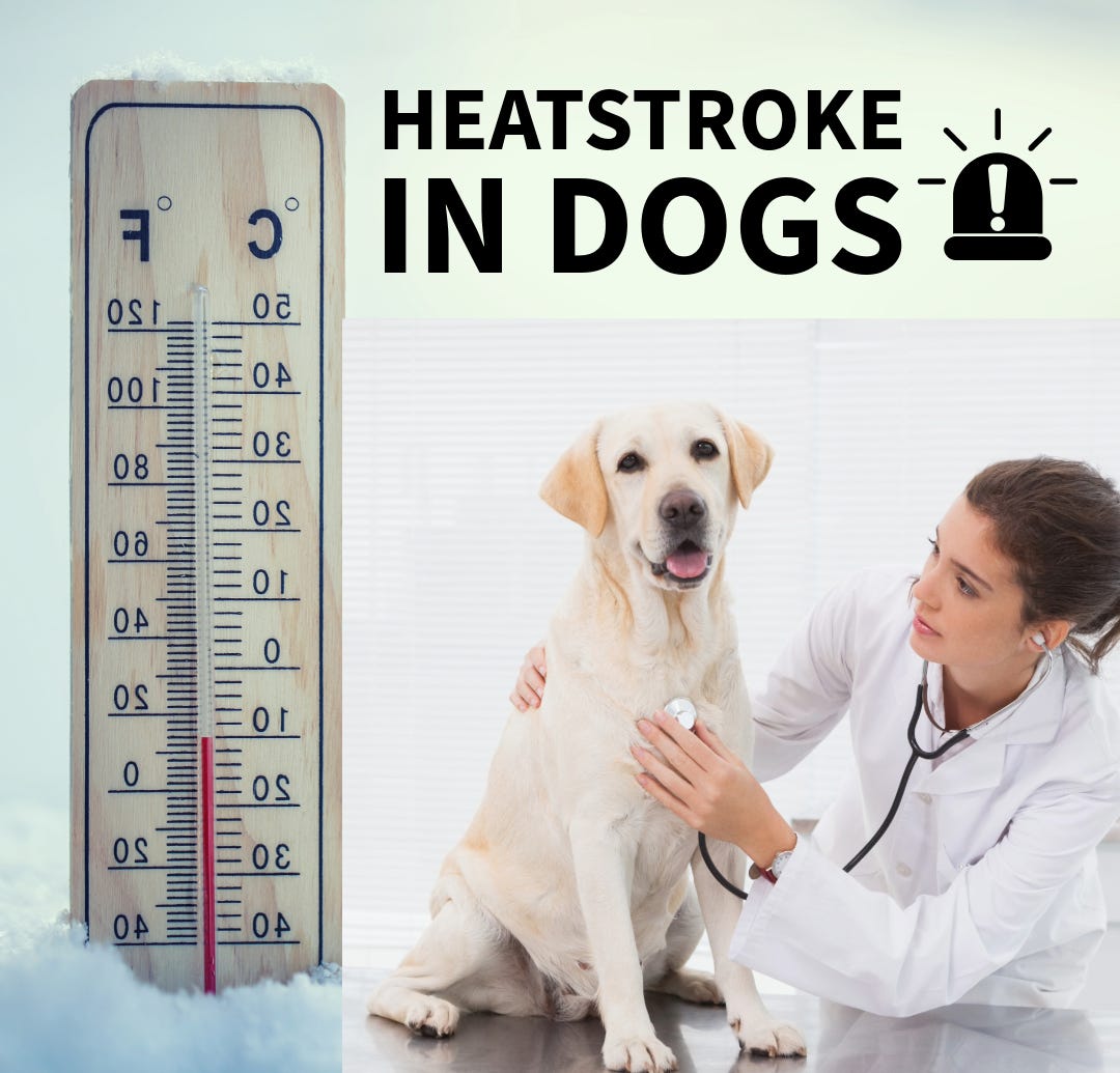 HEAT STROKE IN DOGS. Heatstroke is one of the common attacks… | by ...