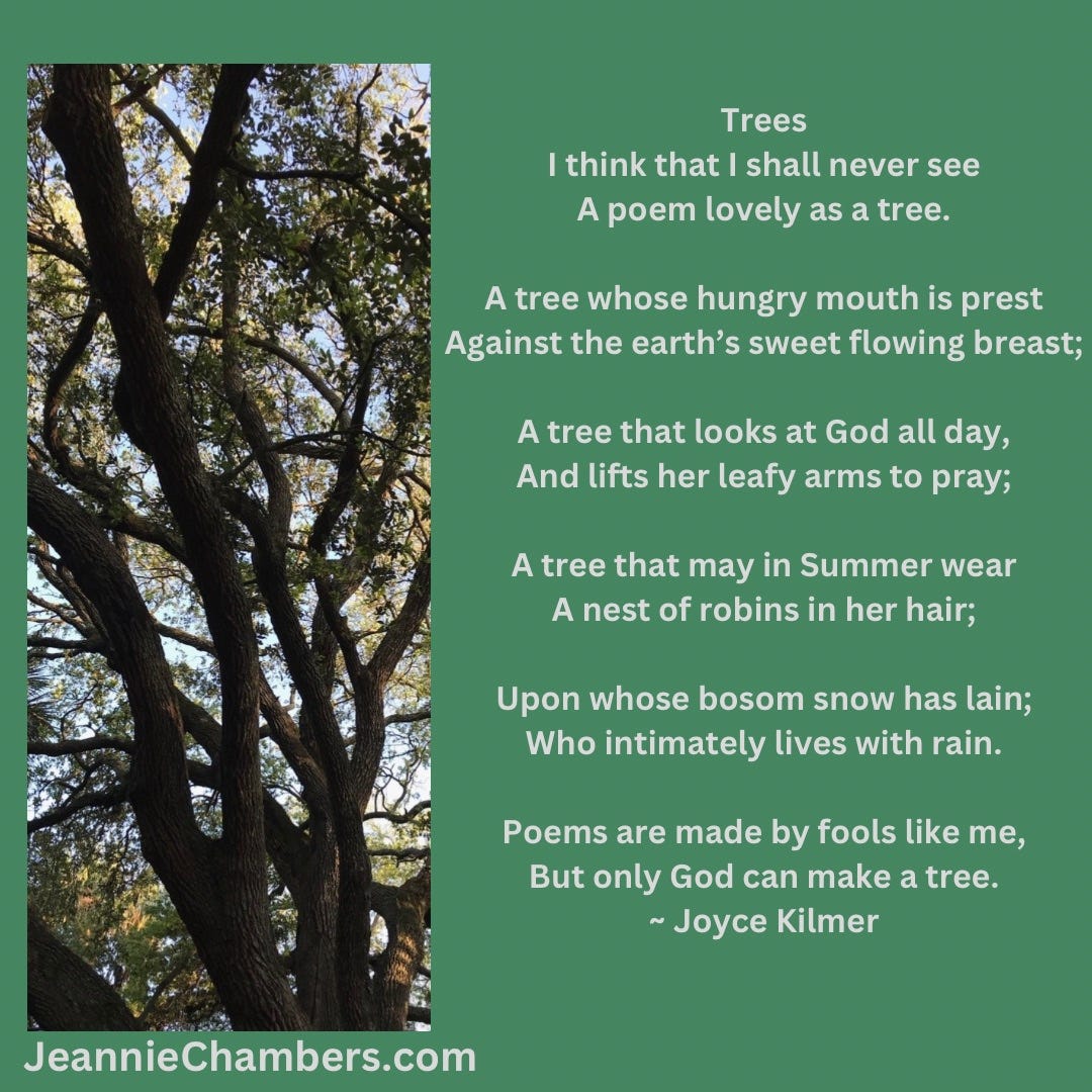 In honor of Joyce Kilmer Trees | Medium