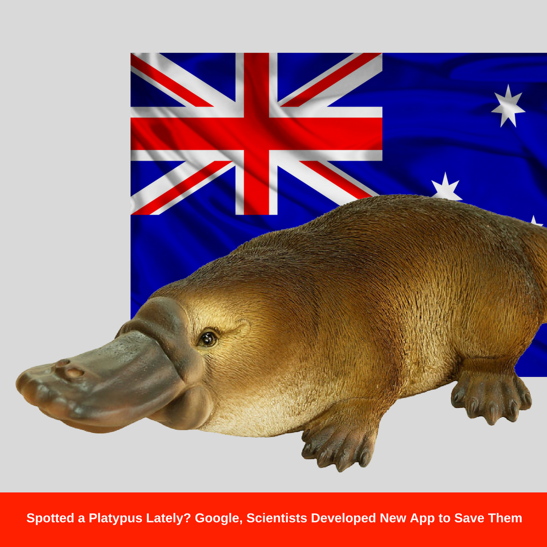 Platypus