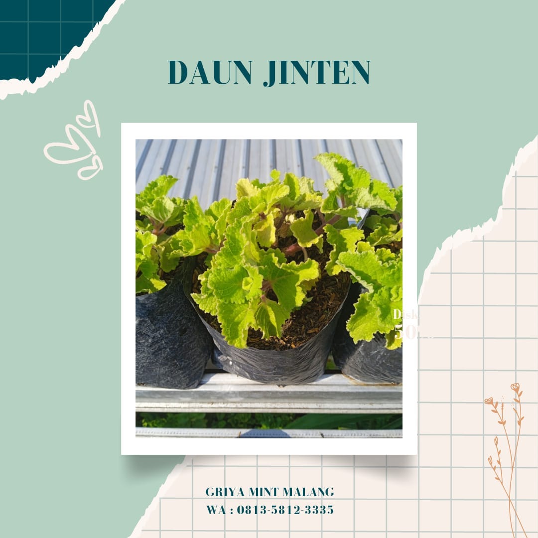 EKSKLUSIF!, daun jinten dan manfaatnya Malang | 0822–2894–0815 ...