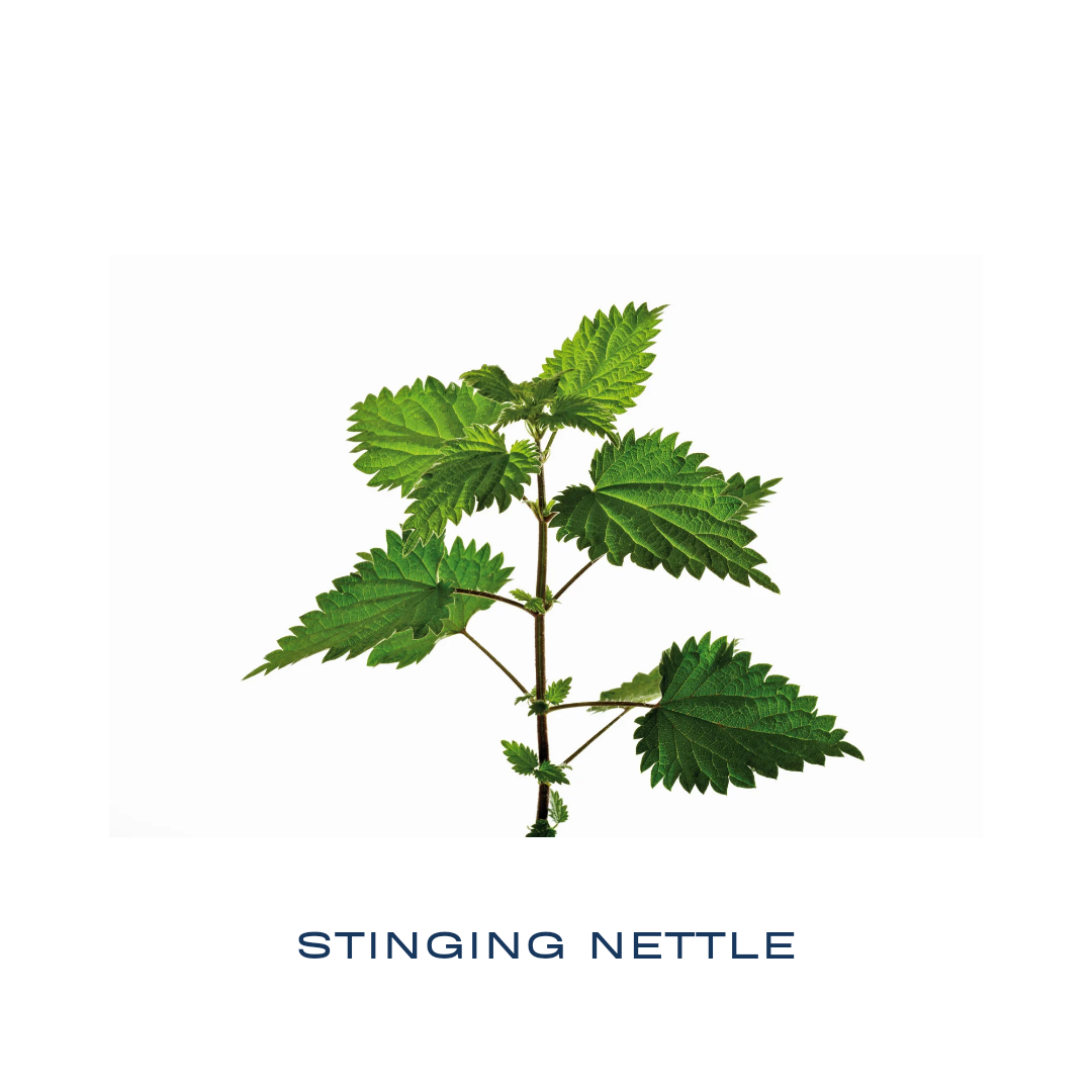 COOKING WITH STINGING NETTLE. The Resilient Guardian Herb | by Vibrant ...