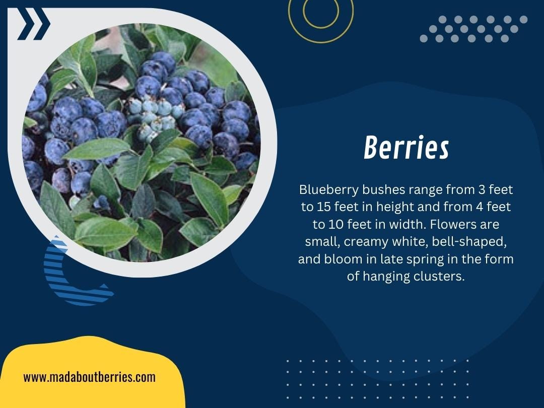 Berries - Mad About Berries - Medium