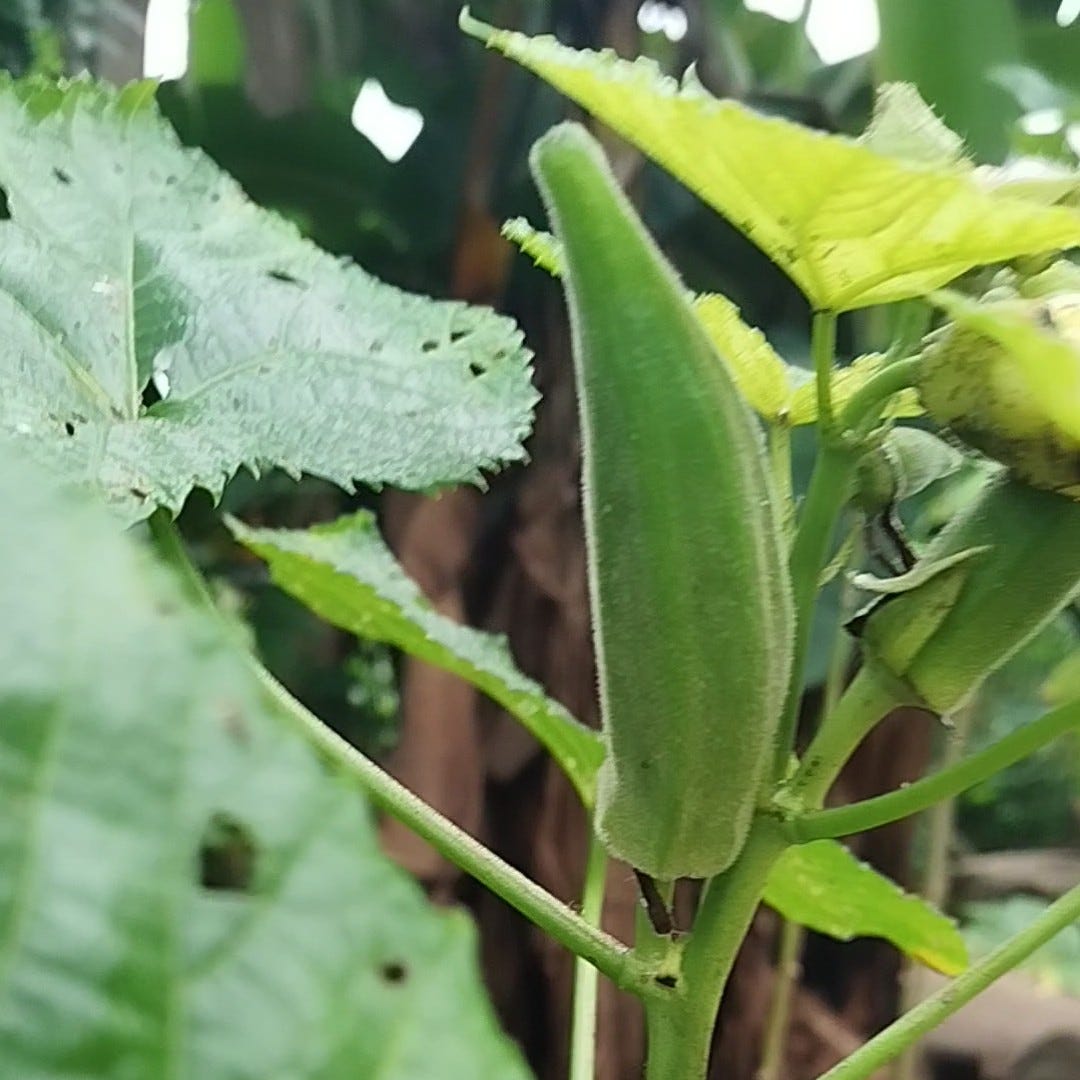 How Growing Okra Transformed My View On Life And Nature: | by LIFE'S ...
