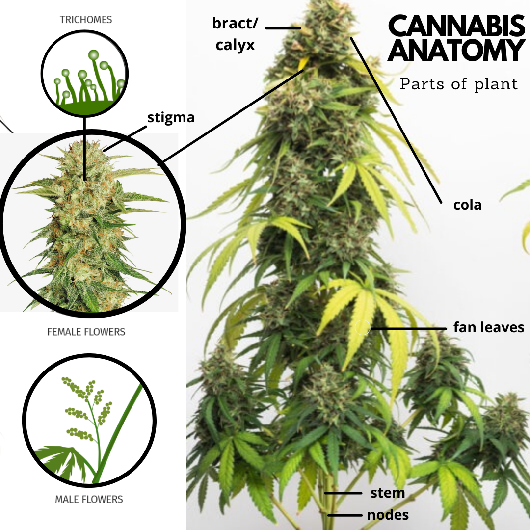 Introduction to Cannabis plant: Market Analysis, Anatomy, and Lifecycle ...