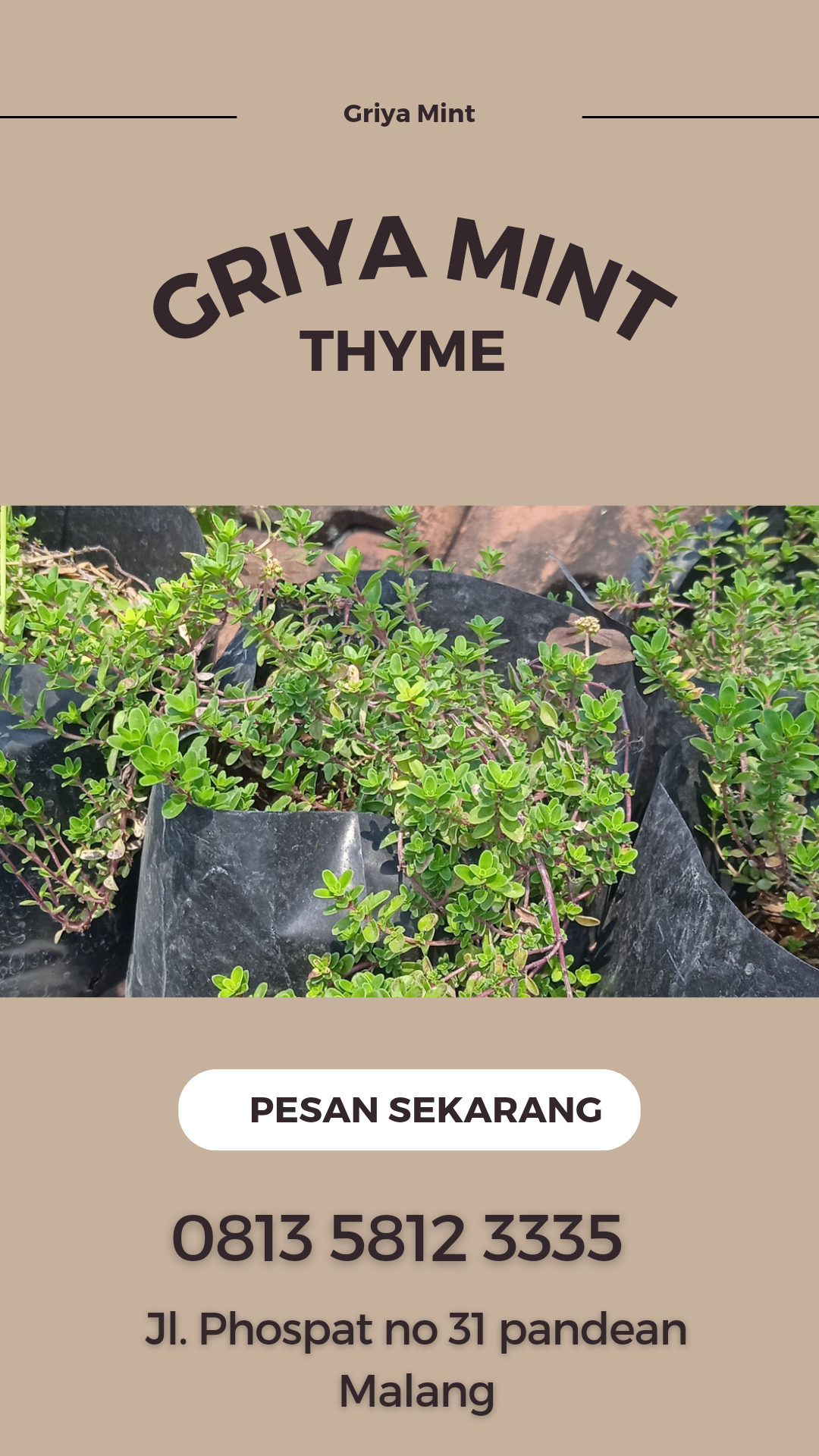 Resep-resep Khas dengan Sentuhan Thyme Thyme adalah tanaman yang ramah lingkungan dalam ...