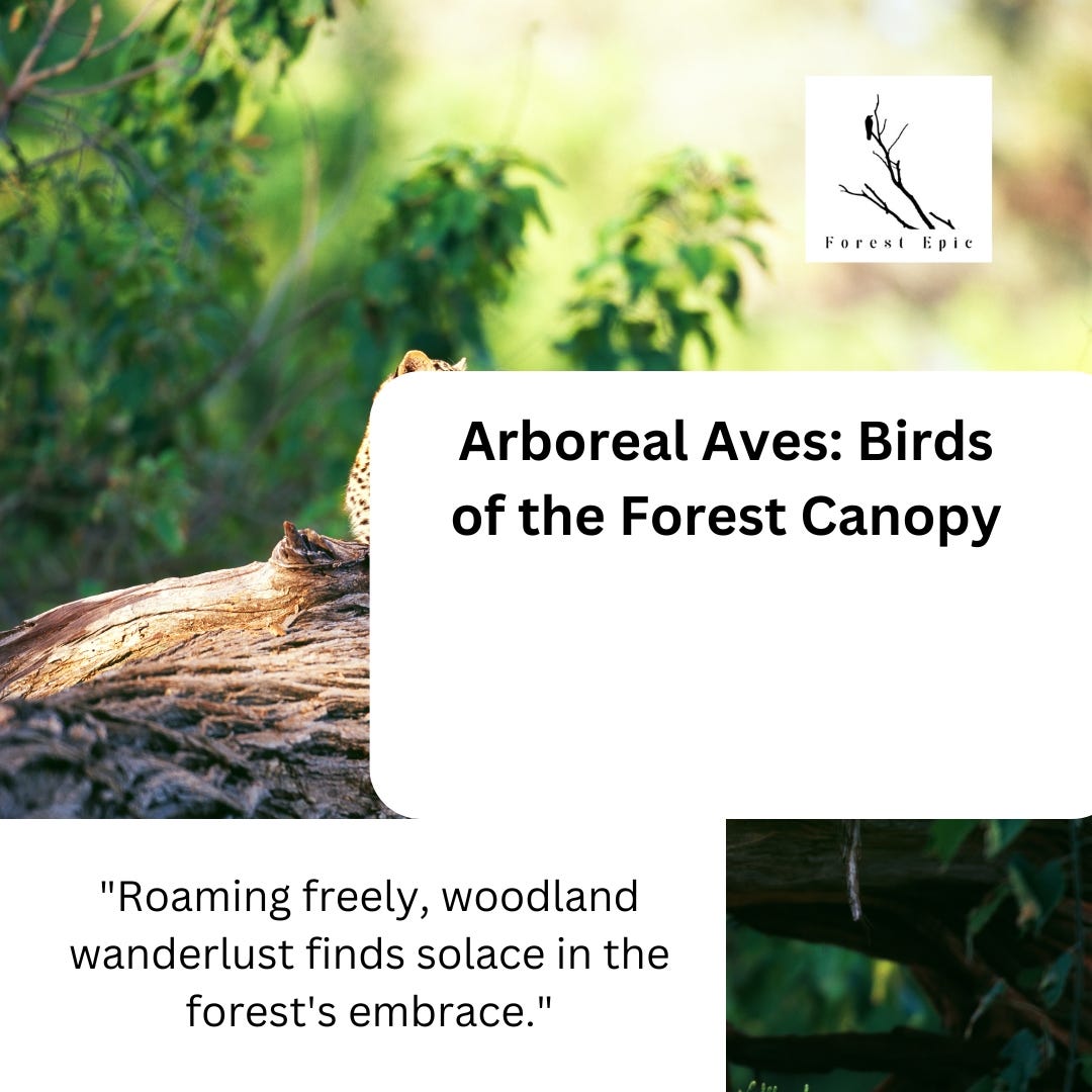 Birds of the Forest Canopy - William S. - Medium