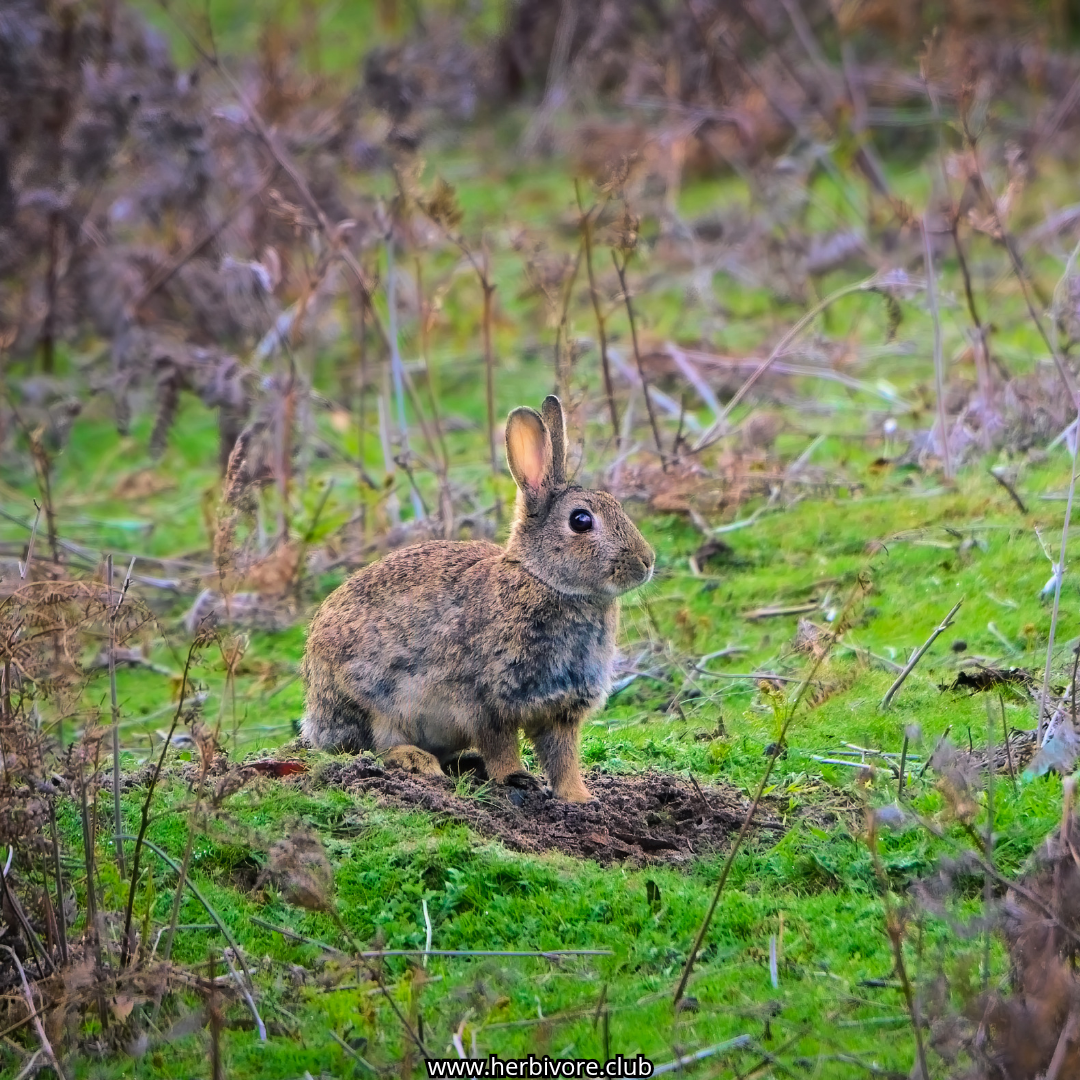 Britain’s Rabbit Pandemic | by Adam @ Herbivore Club | Apr, 2025 | Medium