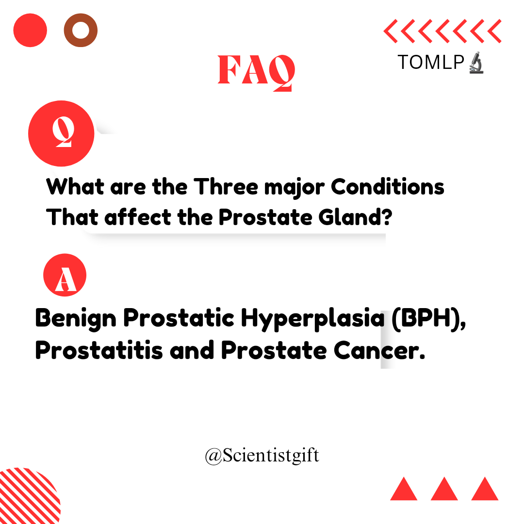 KEY THINGS TO KNOW ABOUT THE PROSTATE GLAND(PART 3) | by Scientist Gift ...