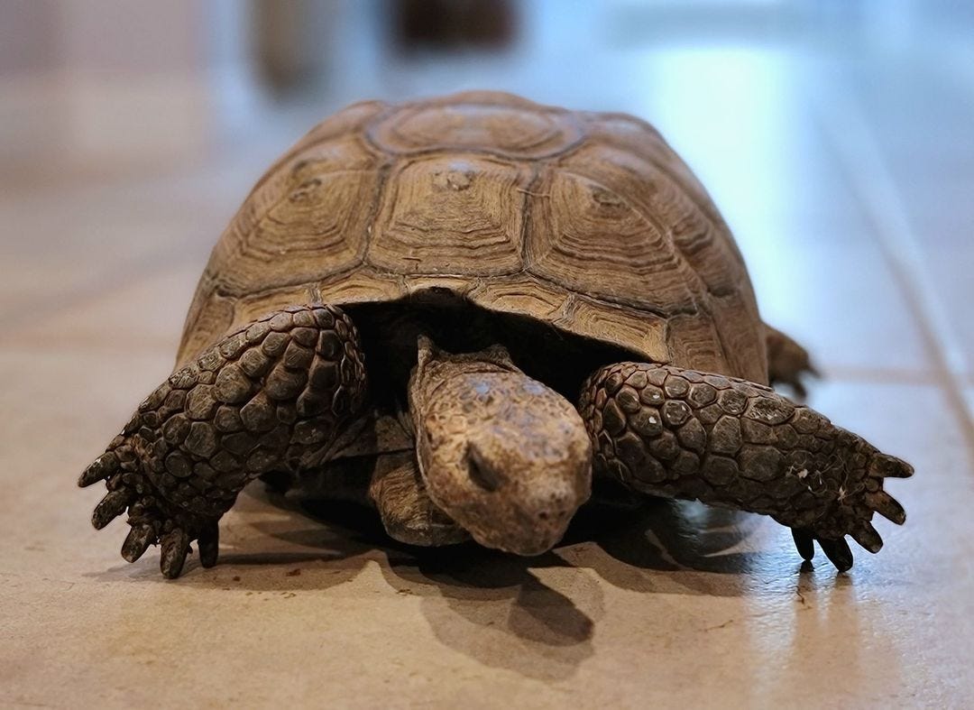 Howard the Tortoise is a Snowbird - The Daily Cuppa - Medium