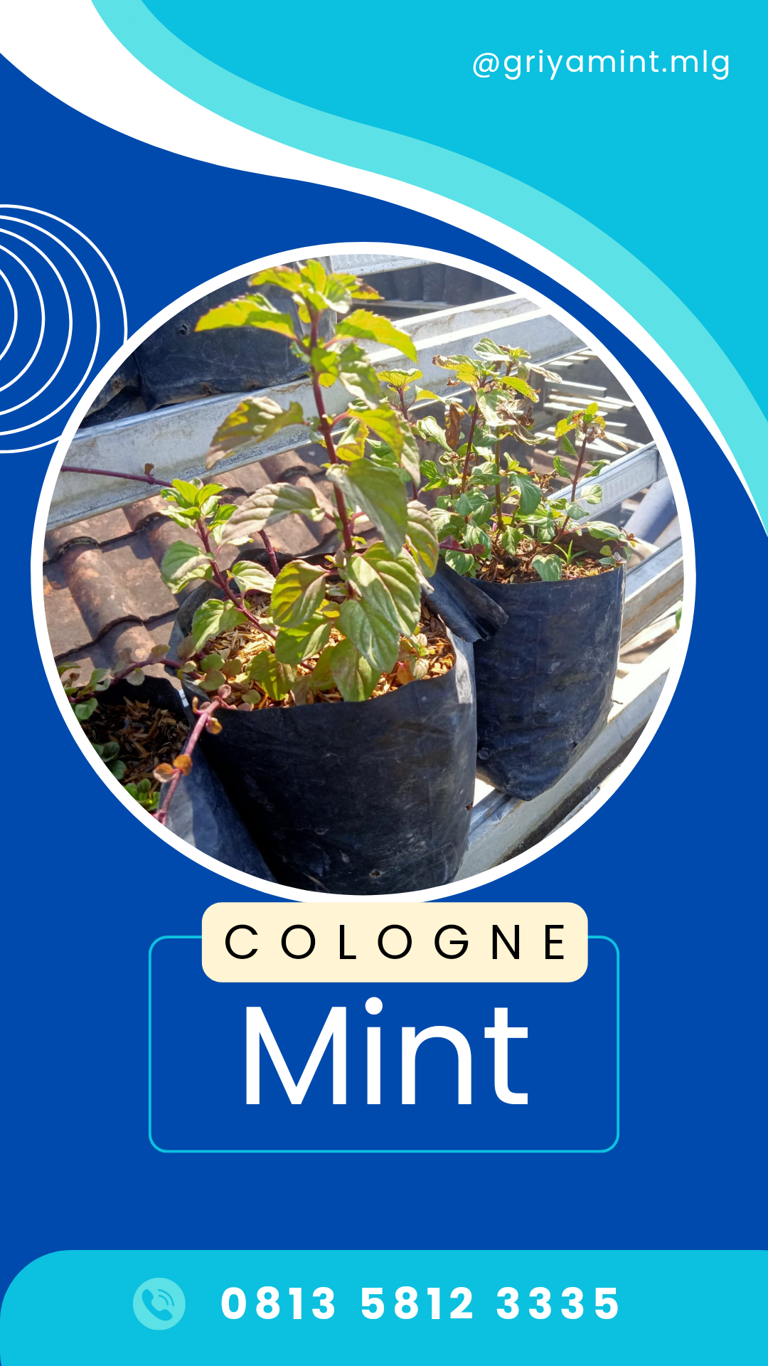 SPEKTRUM MINT YANG MENGAGUMKAN!, daun mint cara menanam cologne mint ...