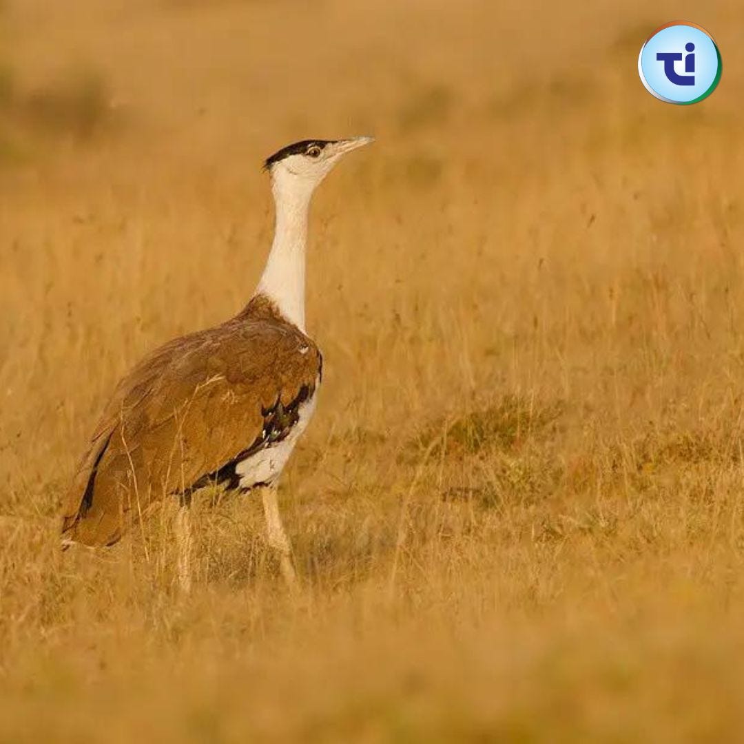 Project Great Indian Bustard. The Great Indian Bustard (GIB), with… | by The United Indian | May ...