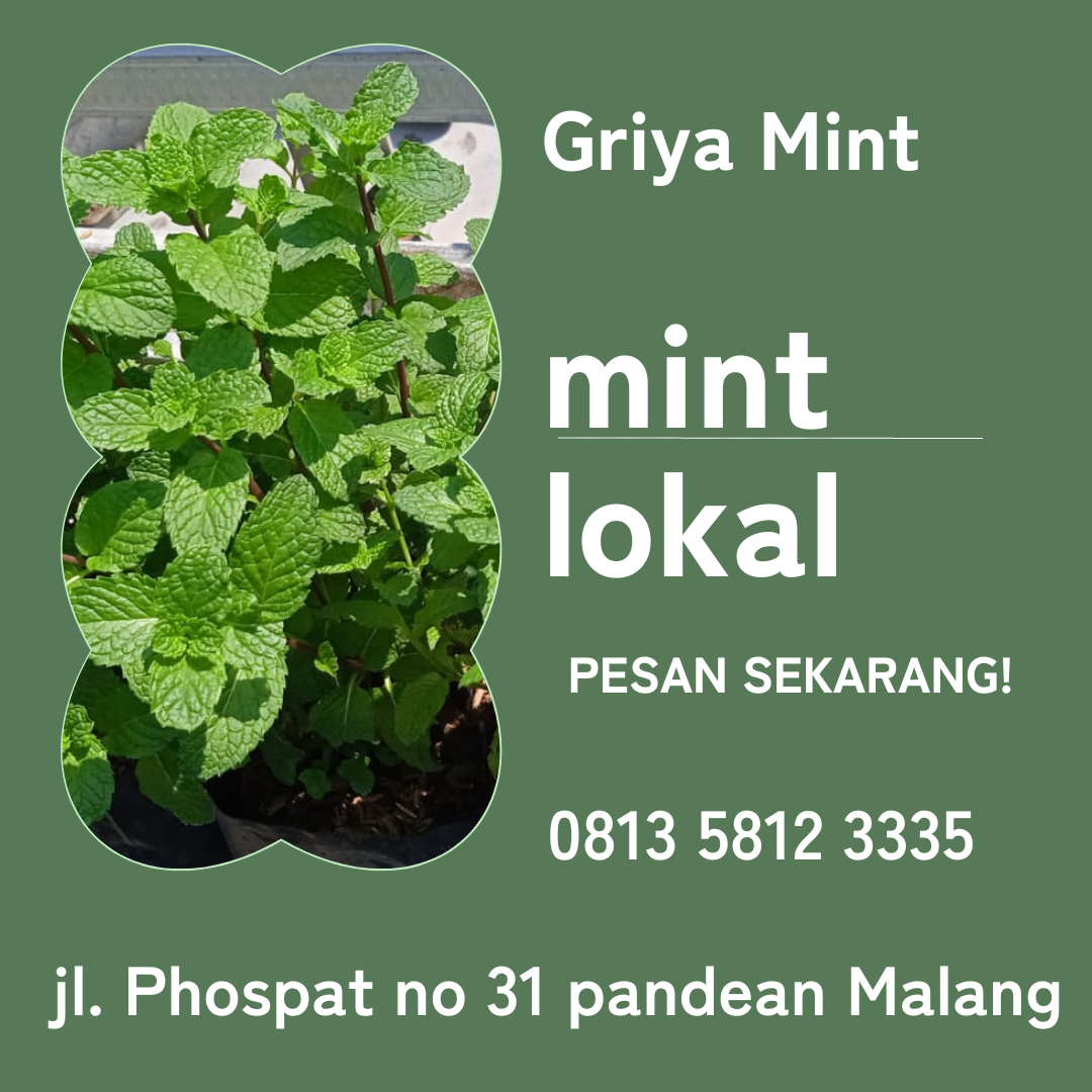 Kisah Sejarah Panjang Tanaman Mint Lokal Malang | 0813 5812 3335 Mint ...