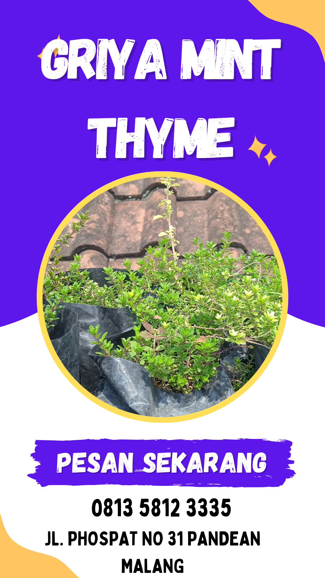 Menyelam ke Dunia Varian Thyme yang Beragam Malang | 0813 5812 3335 Thyme memiliki daun kecil ...
