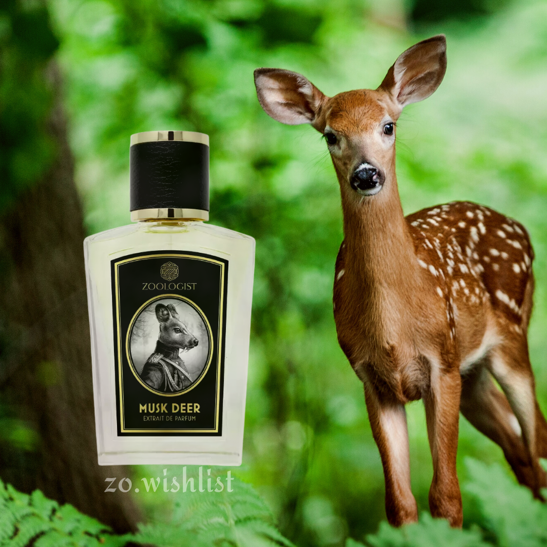 Zoologist：Musk Deer - zo.wishlist - Medium