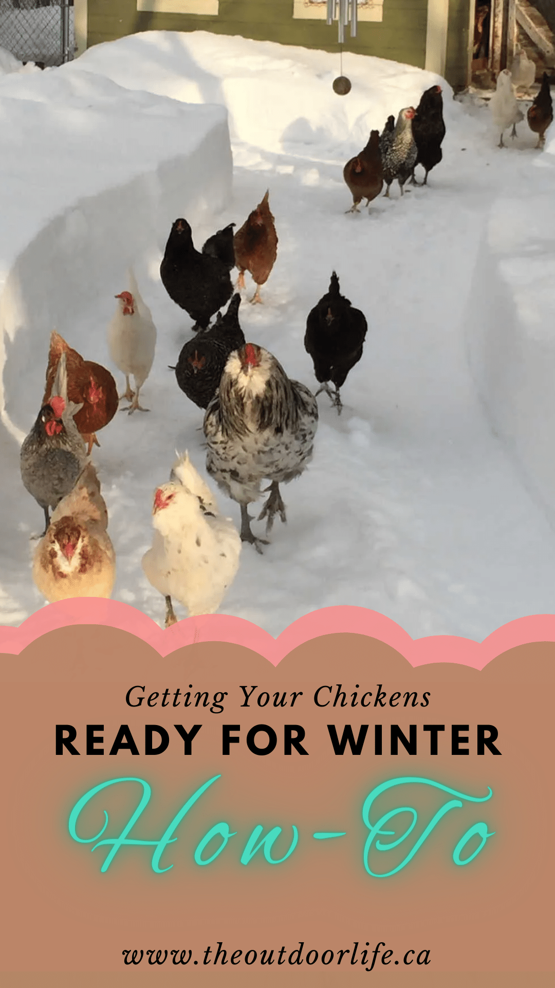 How-To: Getting Your Chickens Ready for Winter | by Amanda Buttineau | All About Chickens | Medium