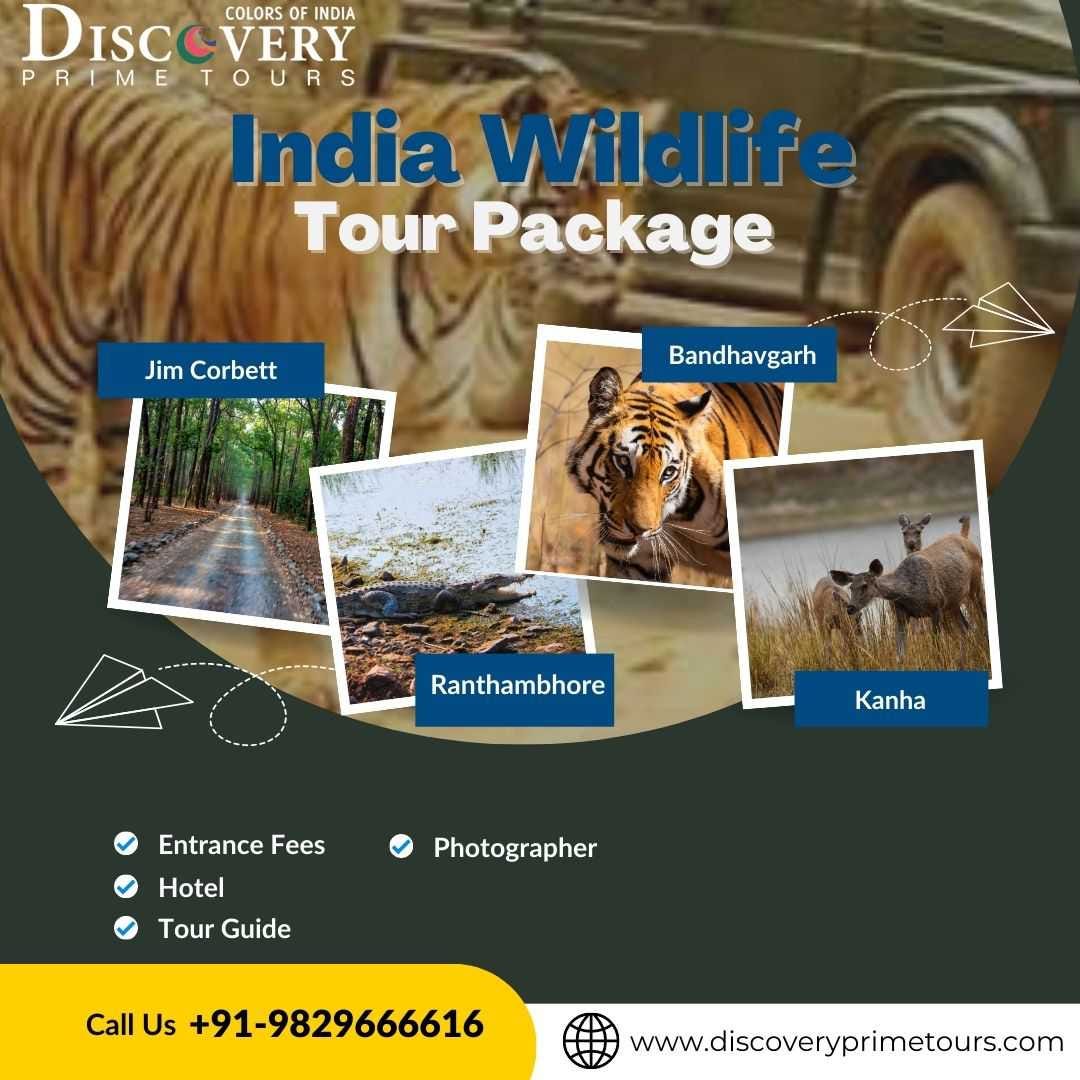How Can Wildlife Tourism Help The Environment And Nature? | by Ns | Medium