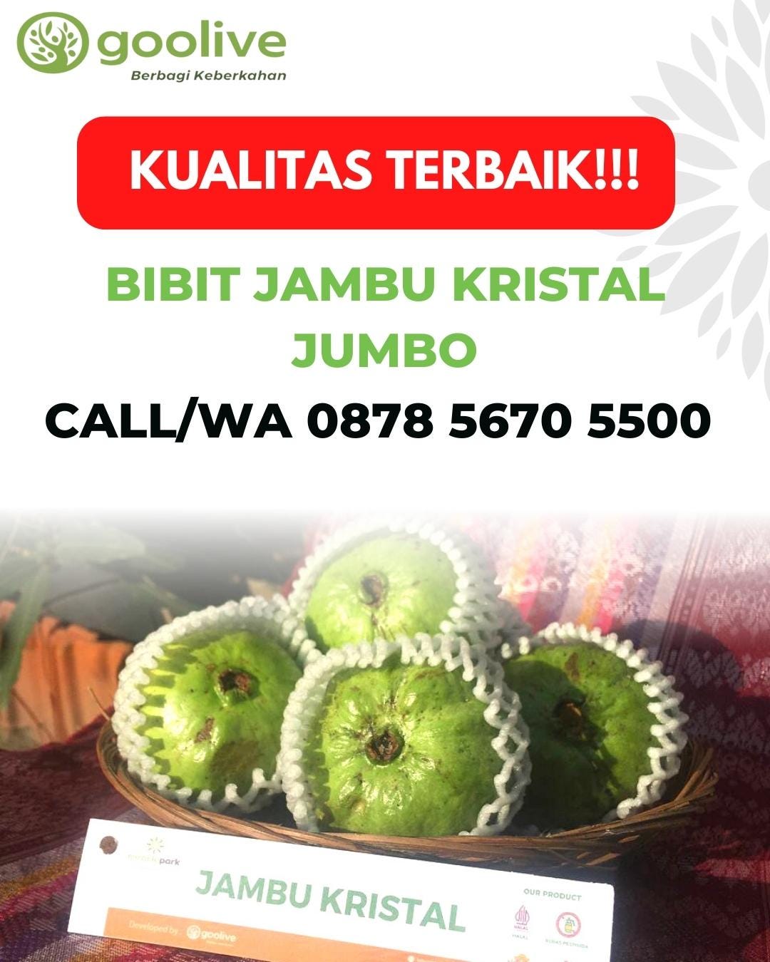 KUALITAS TERBAIK!!!, Call 0878 5670 5500, BIBIT JAMBU KRISTAL JUMBO ...