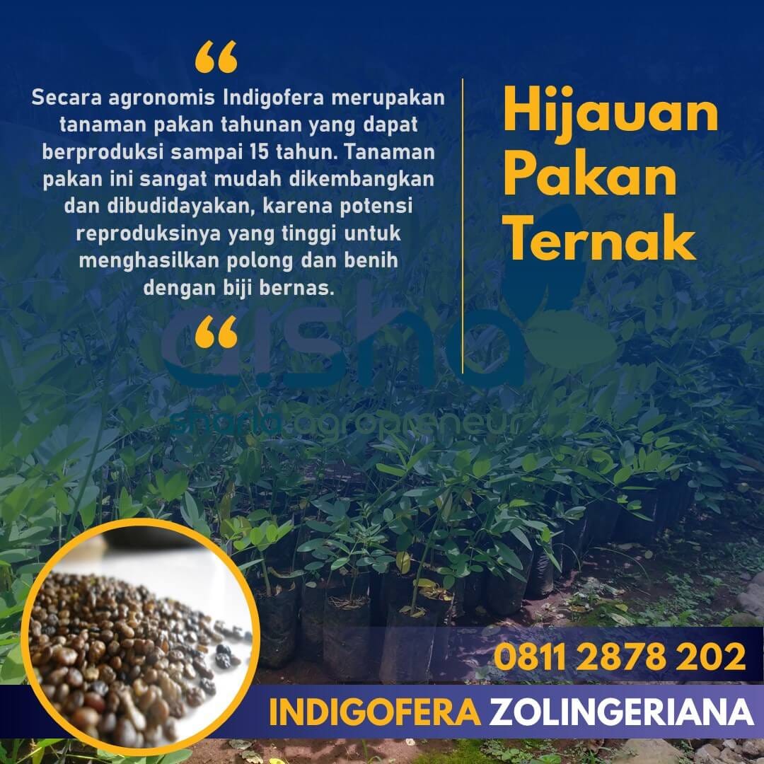 Biji Indigofera, HUB 0811 2878 202, Benih Indigofera, Budidaya ...