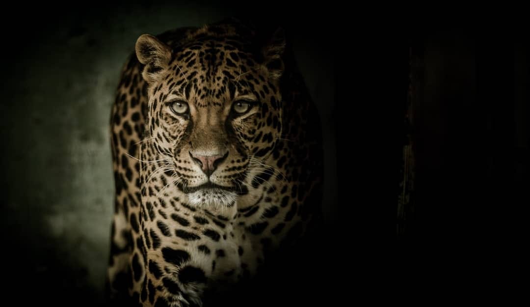 The leopard. A killer lurks. Never seen, Only heard… | by Itsosime ...