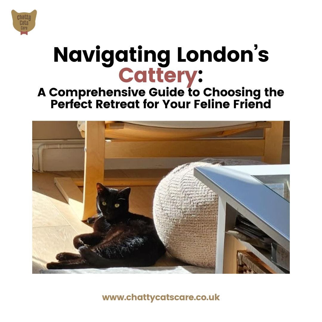 Navigating London’s Cattery: A Comprehensive Guide to Choosing the ...