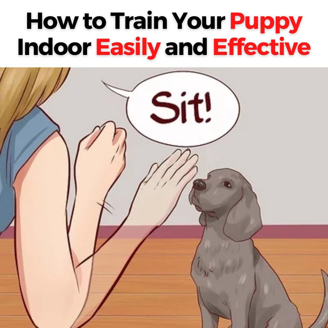 Lessons Learned: Why Puppy Training is Crucial (not only) for Families ...