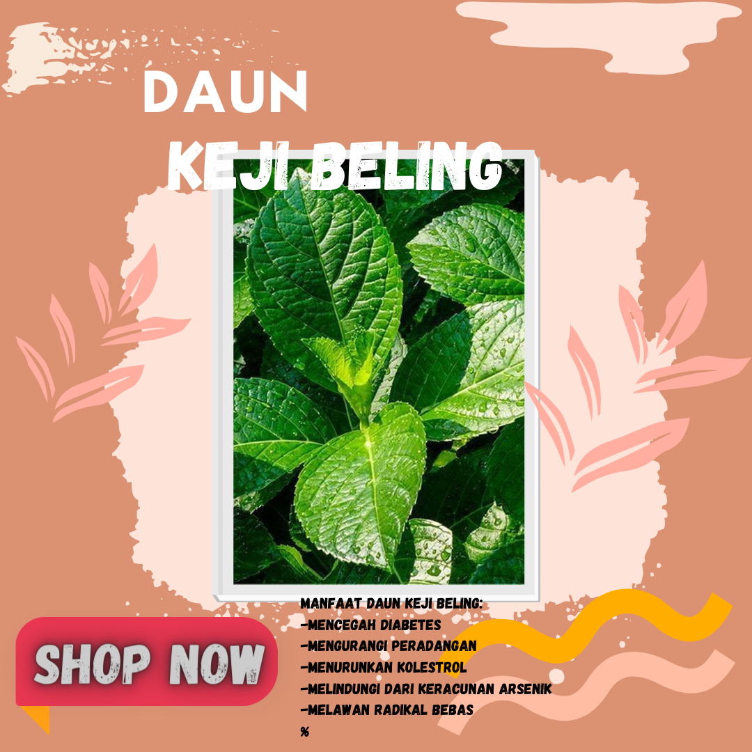 HIGENIS!!, CALL 0813–2868–0537, Pusat Budidaya Herbal Daun Keji Beling ...