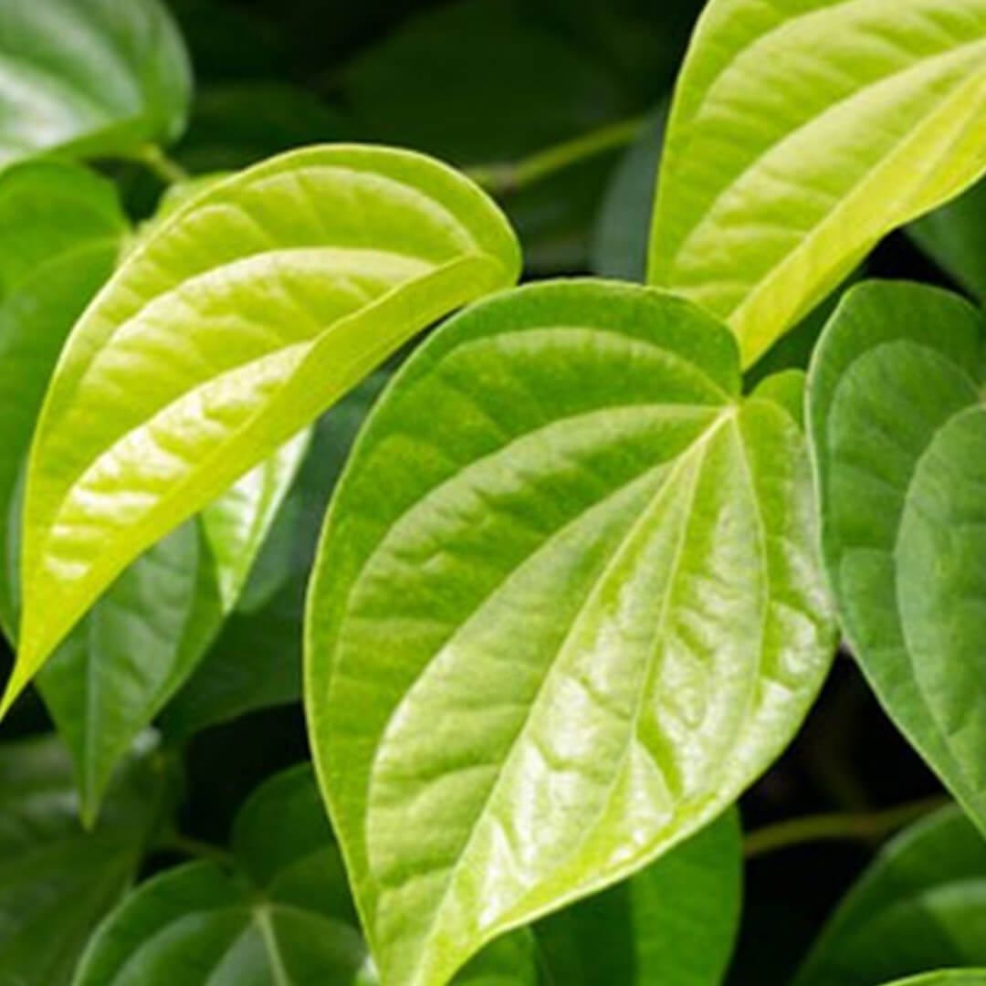 Betel Leaves Plant - Gplants - Medium