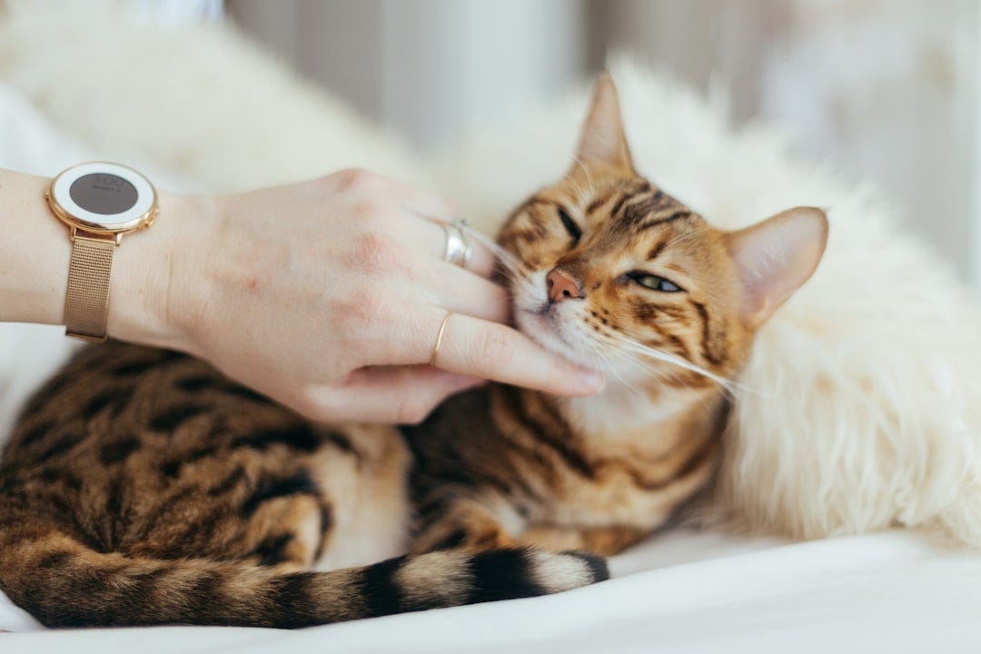 How Your Cat Knows Your Routine (Even When They Pretend Not To) | by ...