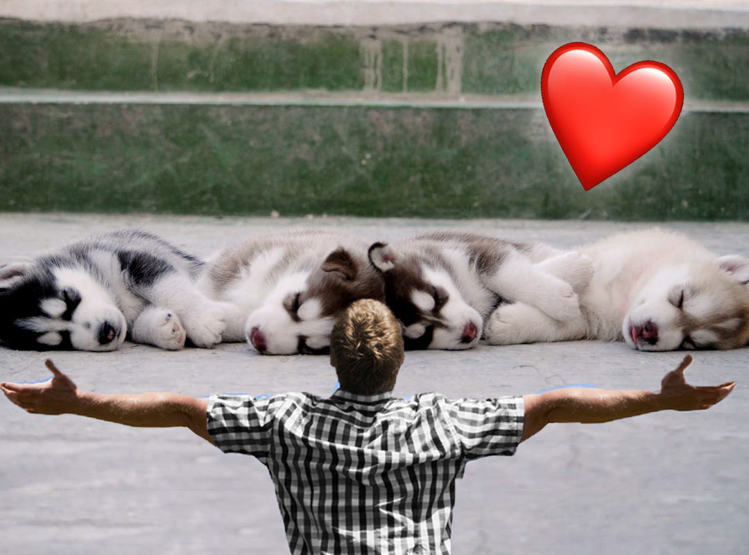 3 Benefits of Having Two Dogs. The more the merrier | by Pet Nutrition ...