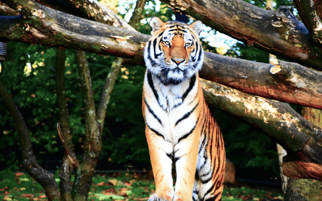 What is Tiger World and What Does it Strive to Do? | by Tiger World ...