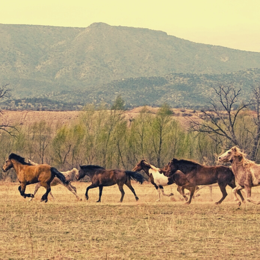 Mustang. A poem. | by Elektra | Medium