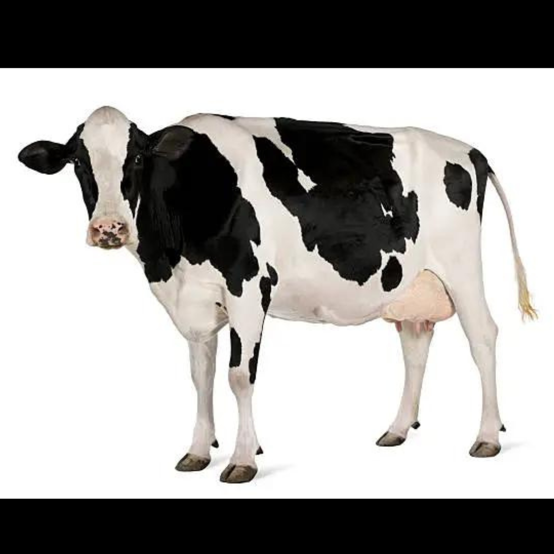 Genetically Modified Cow Produces Human Insulin in Milk - nadia aslam ...