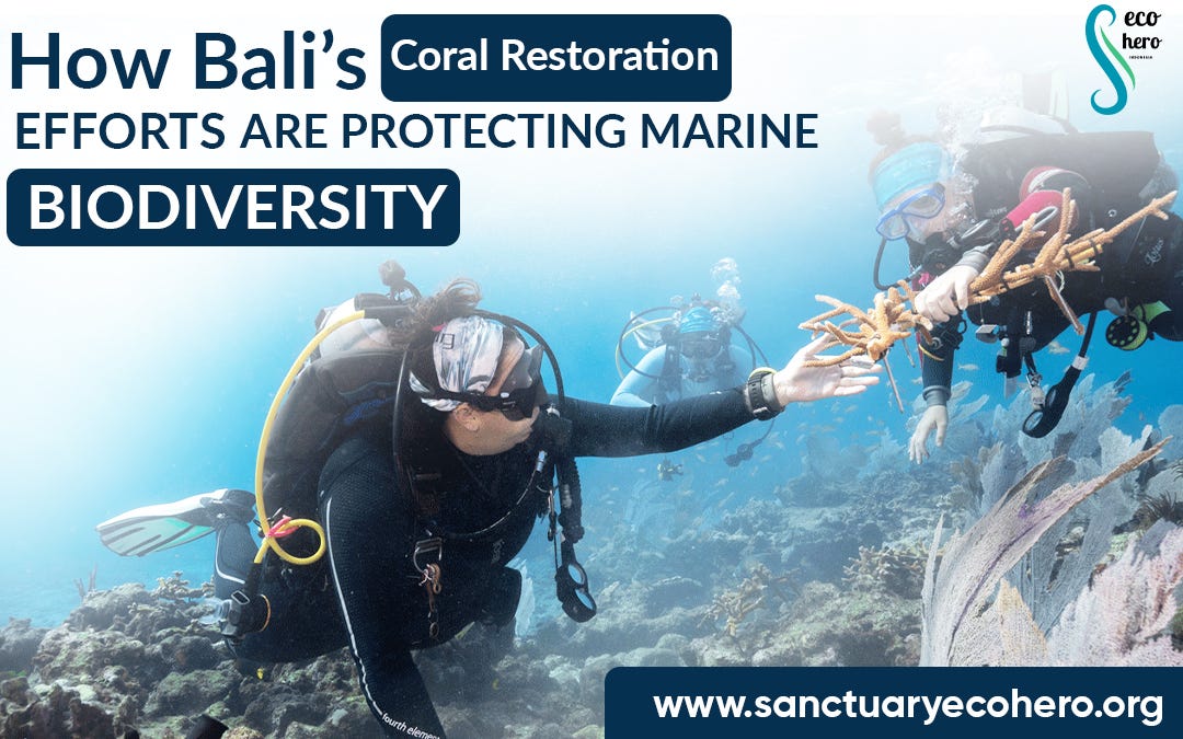 How Bali’s Coral Restoration Efforts Are Protecting Marine Biodiversity ...