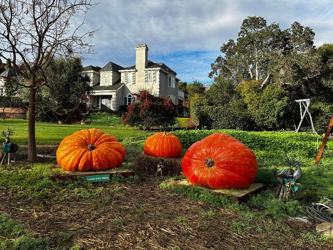 Giant Pumpkins Grow in Silicon Valley | by Lina Broydo | BATW Travel ...