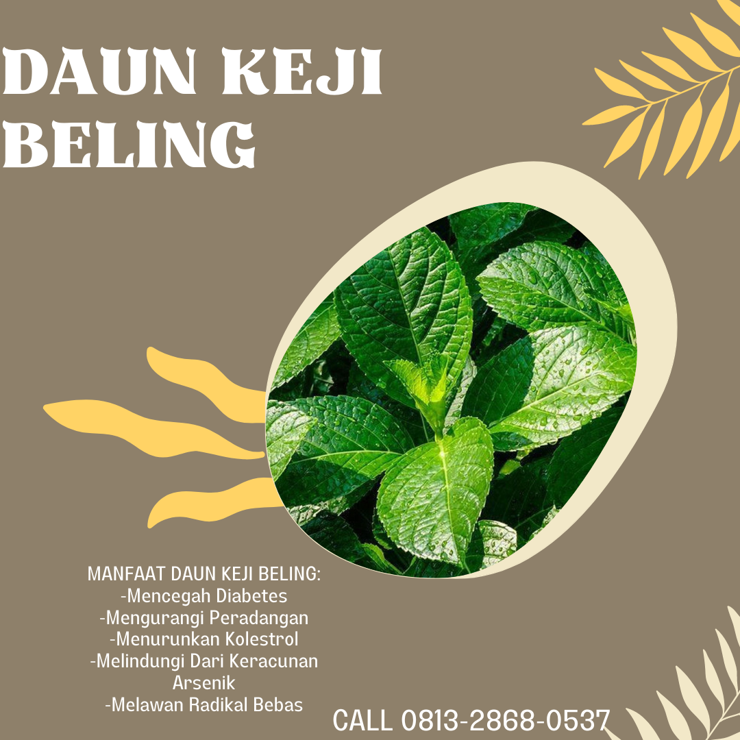 HIGENIS!!, CALL 0813–2868–0537, Pusat Budidaya Herbal Daun Keji Beling ...