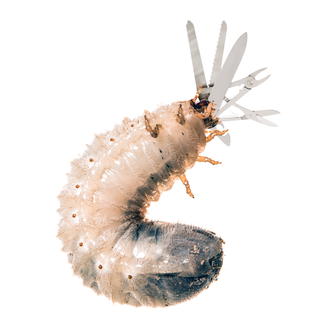 M.O.D Monster of the Day #40: A Bladegrub Displays Its Blades | by ...