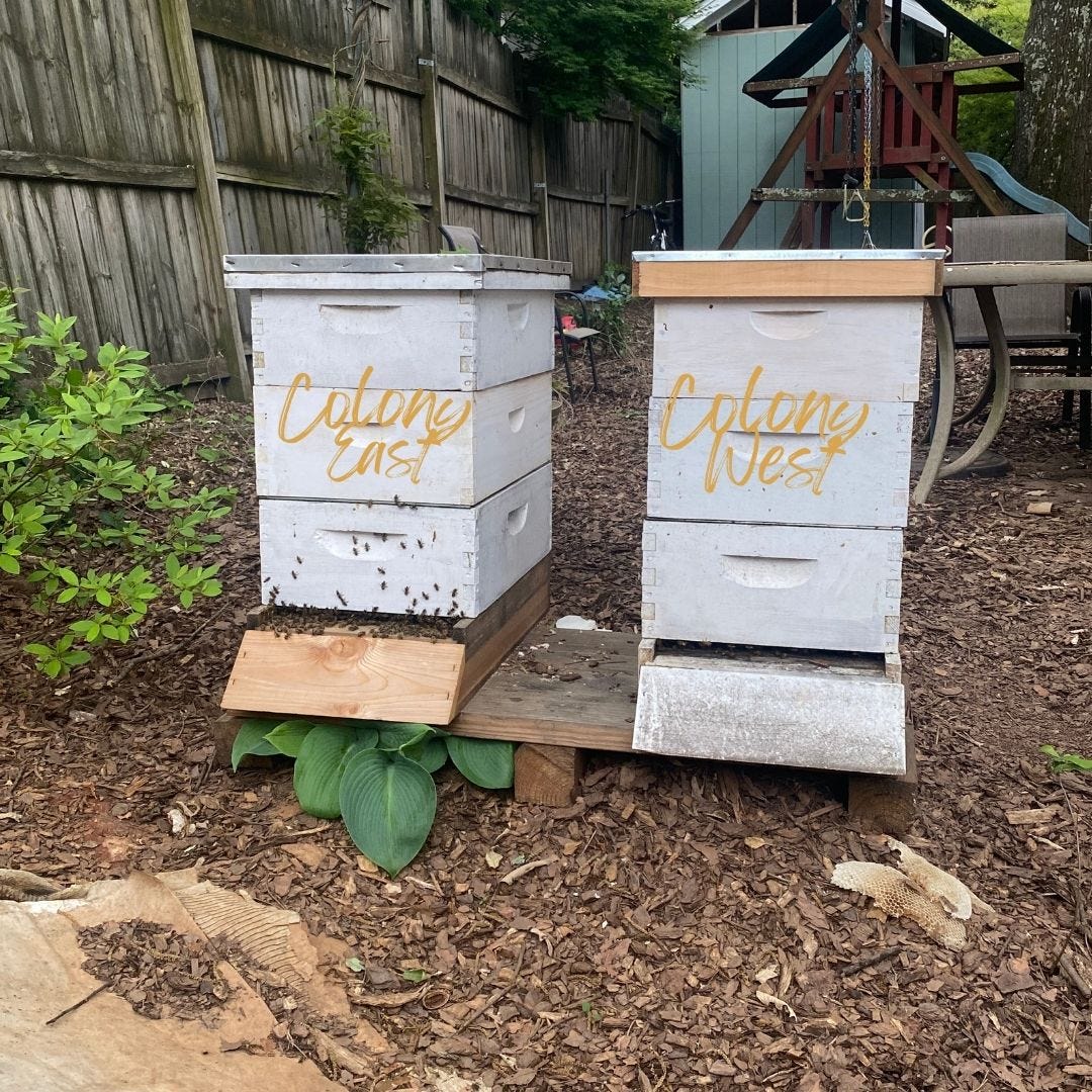 Beekeeping Take 2: Week 1. I’ve installed my nucs. If you aren’t… | by Megan M H | Medium