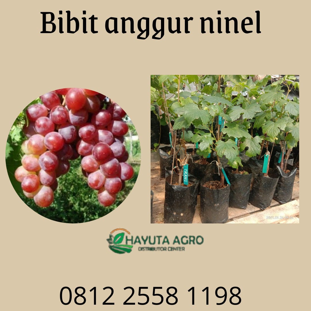 HARGA KHUSUS!. Anggur Ninel merupakan salah satu dari… | by ...